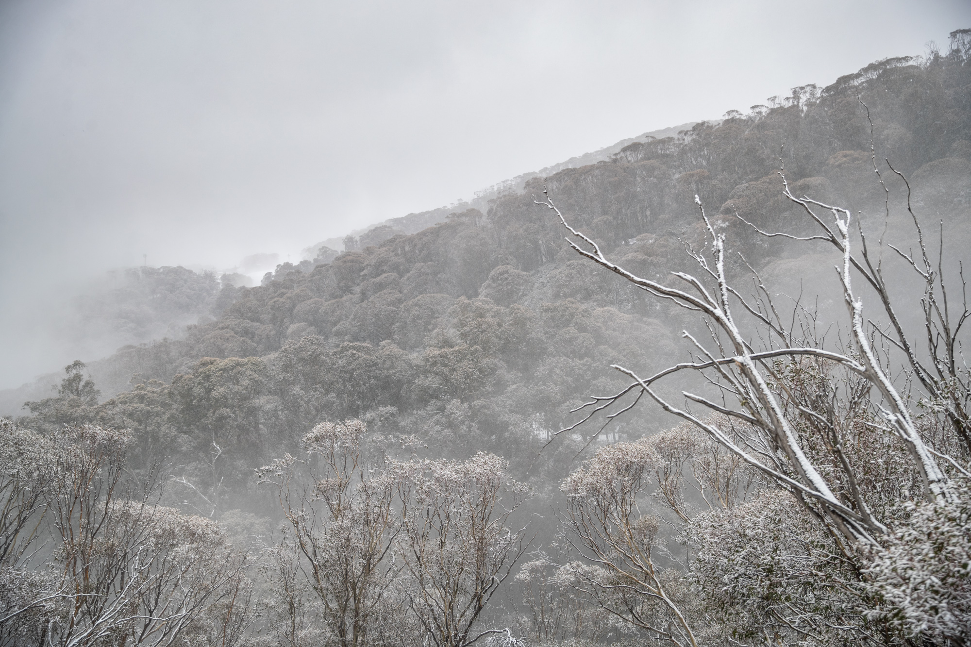 The Snow Has Arrived!