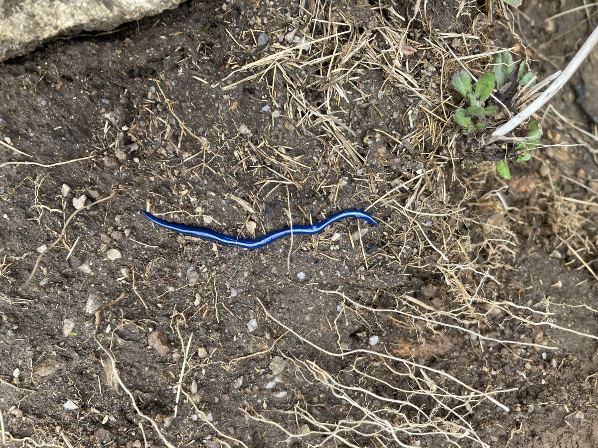 Thredbo Hikes Track Report | 9 November